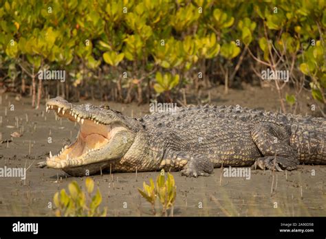 Saltwater Crocodile Crocodilus Porosus Sundarbans West Bengal India