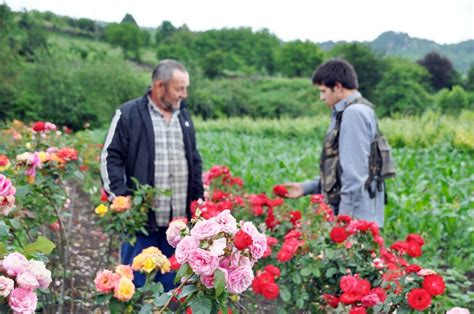 ვარდის სახლი House Of Rose Home