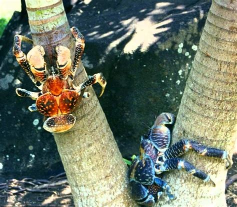 Coconut Crabs Amelia Earhart