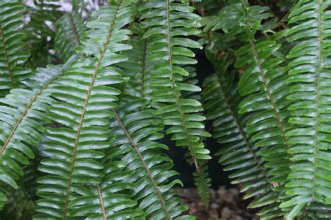 Passing Whimsies Passing Whimsies