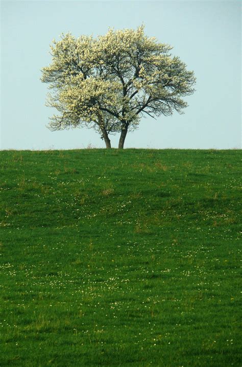 Free Images Tree Nature Branch Blossom Field Lawn Meadow