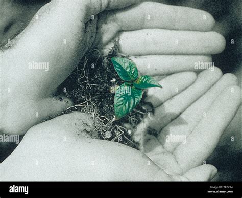 Man Holding Seedling In His Hands Stock Photo Alamy