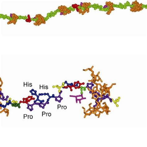 Ab Initio Protein Model Of Root Nodule Extensins Rnes A Model Of