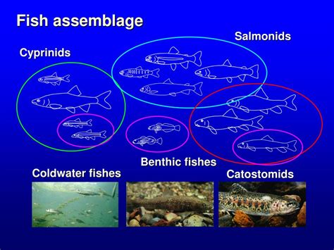 Ppt Fish Assemblage Powerpoint Presentation Free Download Id5504466