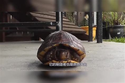 老人河边垂钓捡到一乌龟，背上插着4支箭，专家鉴定后直说发财了支箭乌龟鉴定