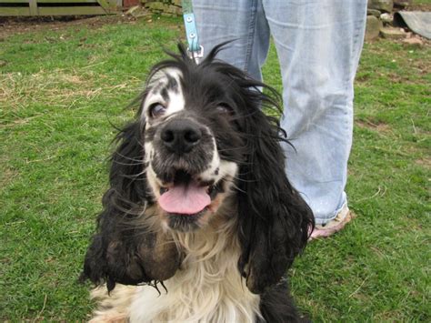Neglected Cocker Spaniels Need Your Help Aarf All About Rescue And Fixin Inc