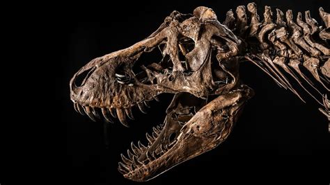 Are Dinosaur Bones Relics Or Accessories Heres What You Need To Know