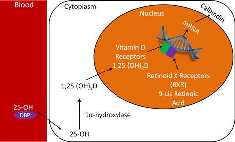 1215 Vitamin D Receptor Nutrition Flexbook