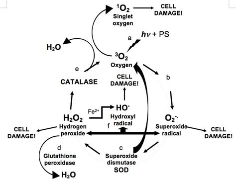 Catalase Reaction With Hydrogen Peroxide