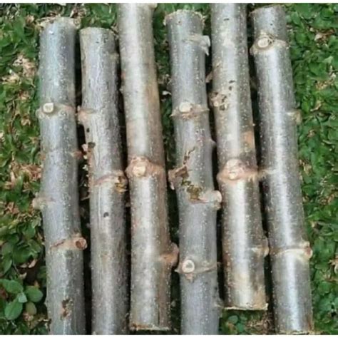 Setek Batang Singkong Karetbibit Singkong Karet Lazada Indonesia