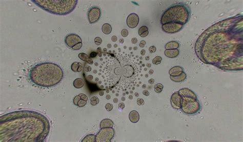 Enterococcus Faecium Usos Efectos Y Beneficios En El Cuerpo Humano
