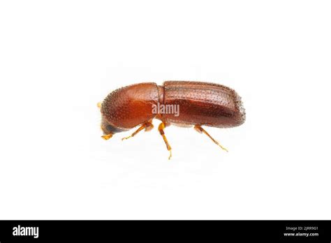 Xyleborus Pubescens A Bark Beetle Which Attacks Pine Pinus Spp