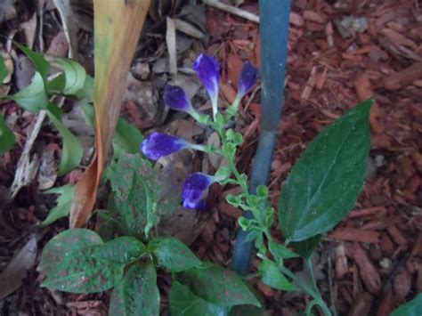 8 3 13 Scutellaria Javanica Plants Garden