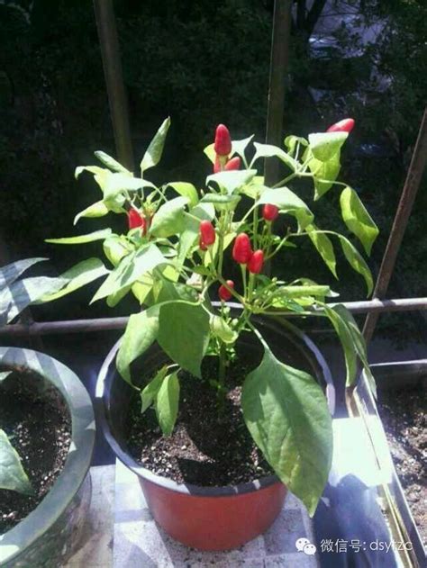 辣椒為什麼會落葉落花落果 每日頭條