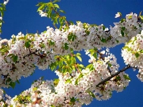 გურამ გურამ ქარქაშაძის სახელობის ღვანკითის საჯარო სკოლა