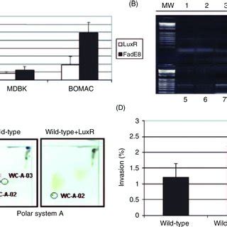 Comparative Lipidomics Of M Avium Subsp Paratuberculosis Grown In Download Scientific Diagram