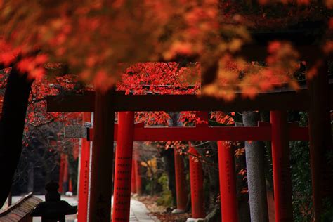 竹中稲荷神社の厳かな雰囲気も漂う参道と鳥居を彩る多様な紅葉 鳥居 日本絶景 稲荷神社