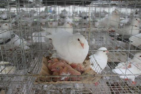 春季養肉鴿抓好這五點能高產 每日頭條
