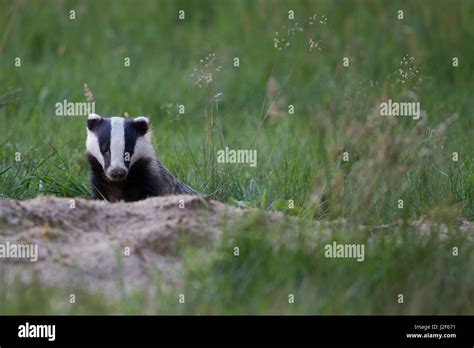 Badger Meles Meles Emerging From Its Sett Stock Photo Alamy