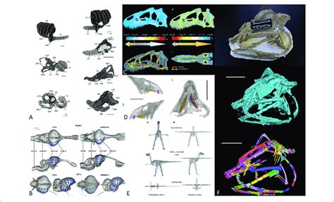 Application Of Ct Scans In Vertebrate Paleontology A Mammal Inner Download Scientific
