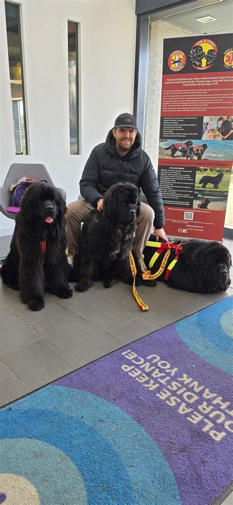 Yogi And Cindy Bears Stonehaven