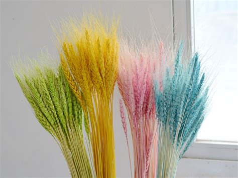 小麦的花长什么样子 小麦花的寓意是什么 小麦花 大山谷图库