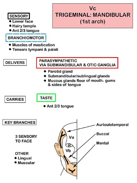 Instant Anatomy Head And Neck Nerves Cranial Vc Trigeminal Mandibular Division