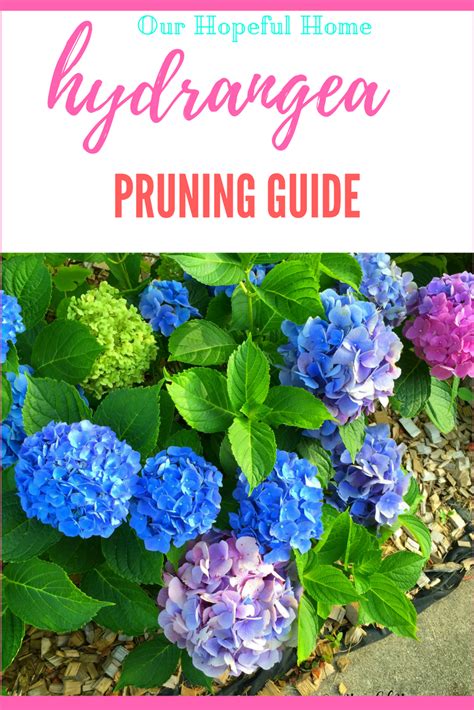 Our Hopeful Home Hydrangea Pruning Guide With Tips And Tricks For Growing And Displaying Hydrangeas