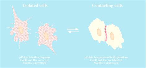 A Scheme Depicting The Proposed Role Of P120ctn In Cadherin Mediated