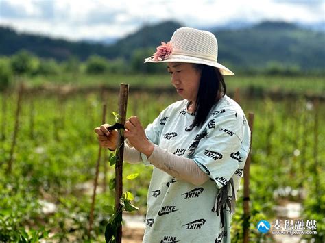 麦积区麦积镇红崖村：发展特色产业 拓宽农民增收渠道图 天水在线