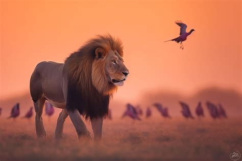 Premium Ai Image Solemn African Safari Lion