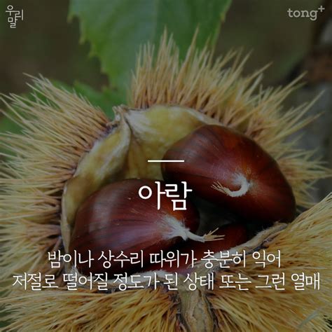 아름다운 우리말 건들마 무서리 아람 가을과 관련된 순우리말 디지틀조선일보디조닷컴