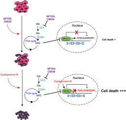 α 酮戊二酸抑制癌细胞中的即刻早期基因表达 Biochemical and Biophysical Research