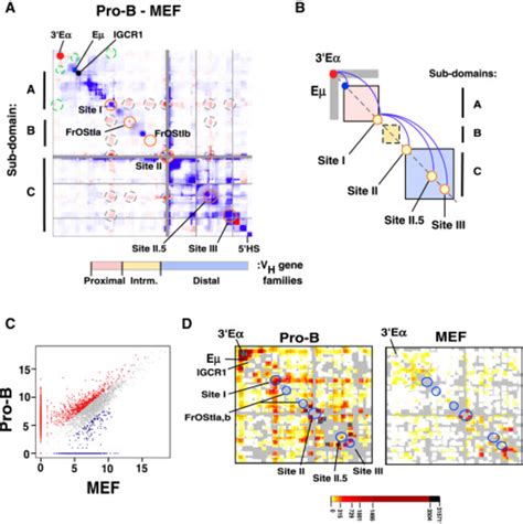 Developmentally Programmed Reorganization Of The Igh Locus Chromatin Download Scientific
