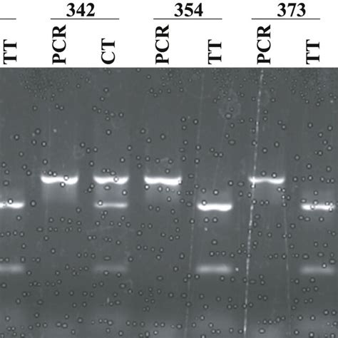 Restriction Enzyme Digestion Pattern Of Hsp70‐hom 2437