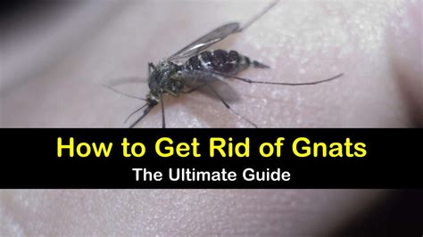21 Simple And Effective Ways To Get Rid Of Gnats