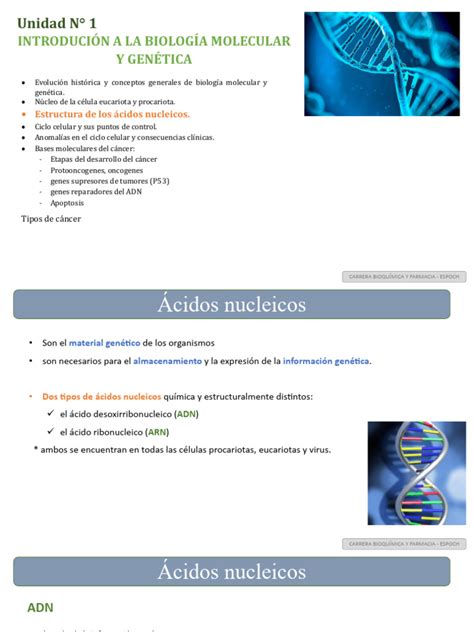 D08 Bio Biologia Molecular Y Genetica Unidad 1 Pdf Ácidos