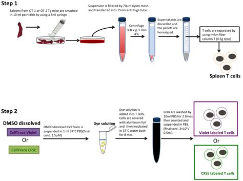 T Cell Isolation From Pbmc Combles Isolation