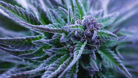¿por Qué Algunos Cogollos De Cannabis Se Vuelven Morados Semillas De