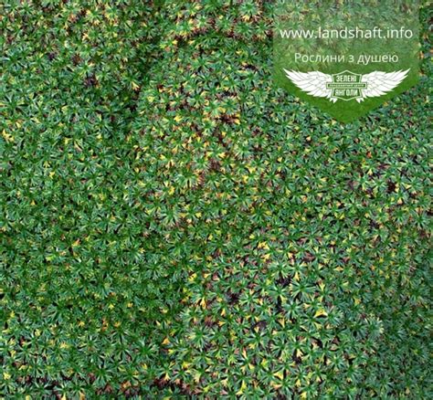 Azorella trifurcata, Азорелла тривильчата|landshaft.info