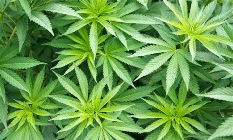 5 Incredible And Surprising Fun Facts About Hemp The Rocket