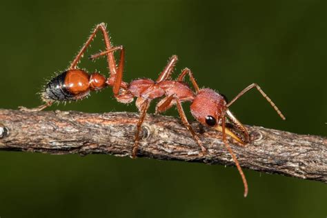 Interesting Facts About Bull Ants Lrbo