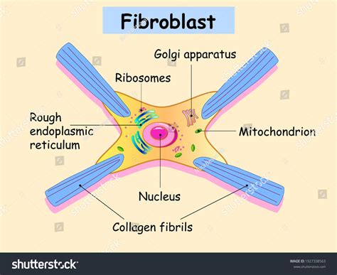 Fibroblast Dermis Cell Structure Fibroblast Cell Stock Vector Royalty