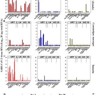 Anatomical Biodistribution Of SARS CoV 2 Genomic RNA Multiple Tissue