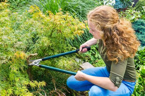 Japanese Maples In Japanese Maple Pruning Japanese Maples My Xxx Hot Girl