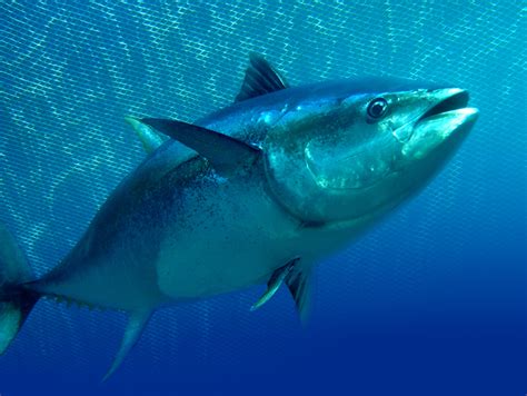 Tuna Factory In Mauritius As Supplier For Food Delivery Service