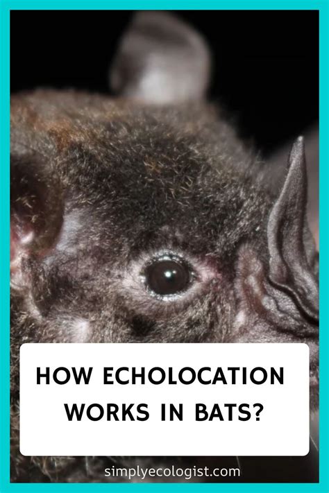 How Echolocation Works In Bats Echolocation Animal Behavior Bat