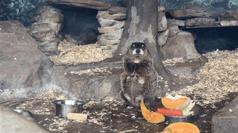 Punxsutawney Phil Wife Announce Names Of Pups