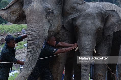 Penghijauan Semula Untuk Masa Depan Gajah Dan Orang Utan