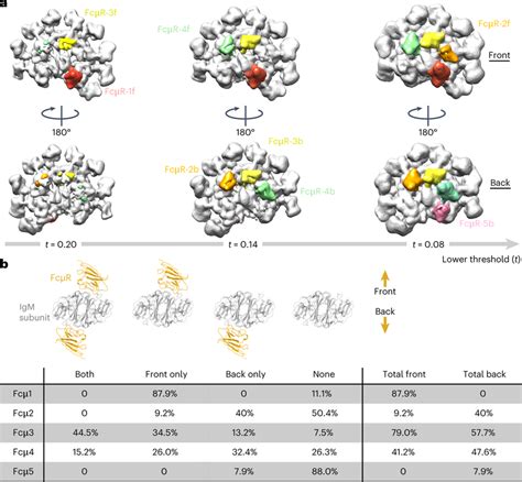 Different Occupancies Of Fcμr Among Eight Binding Sites A
